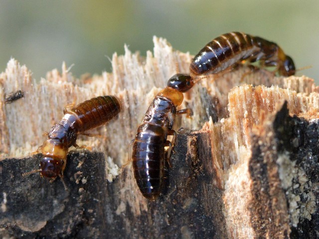 Termitas | Biottec Sanidad Ambiental